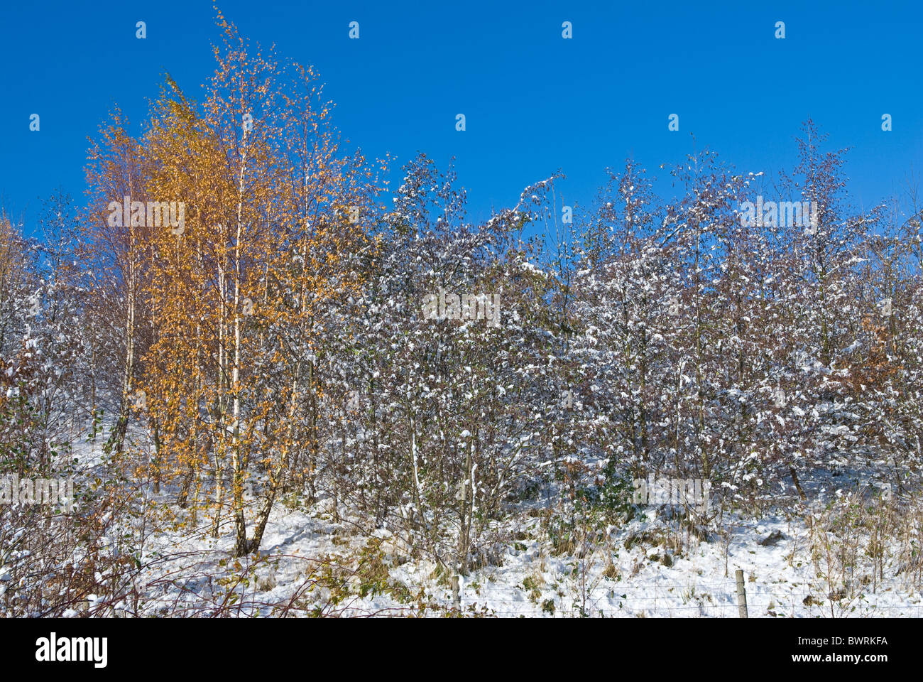 Trees and shrubs in their autumn colour sprinkled with a layer of snow ...