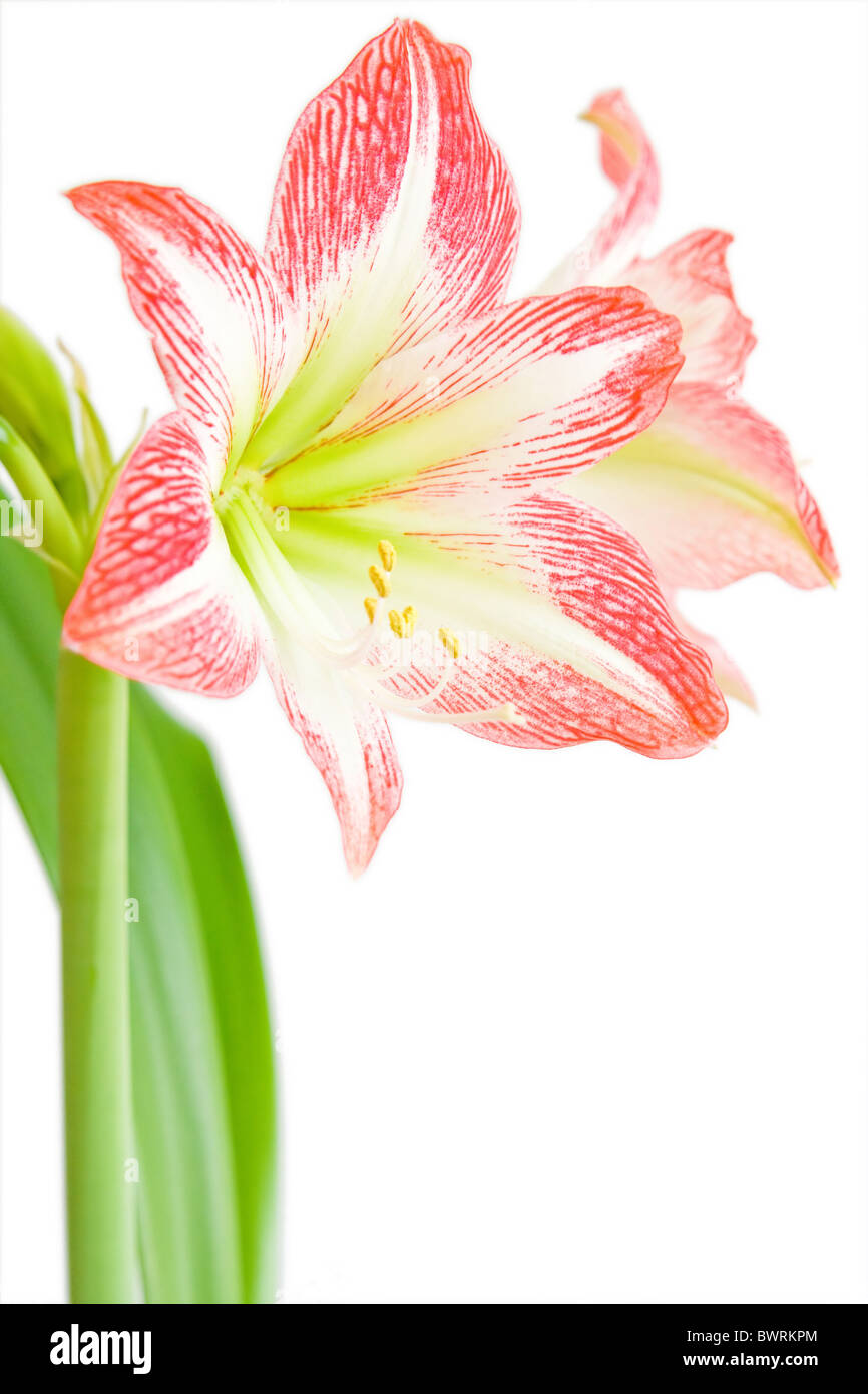 Pink amaryllis flower hi-res stock photography and images - Alamy