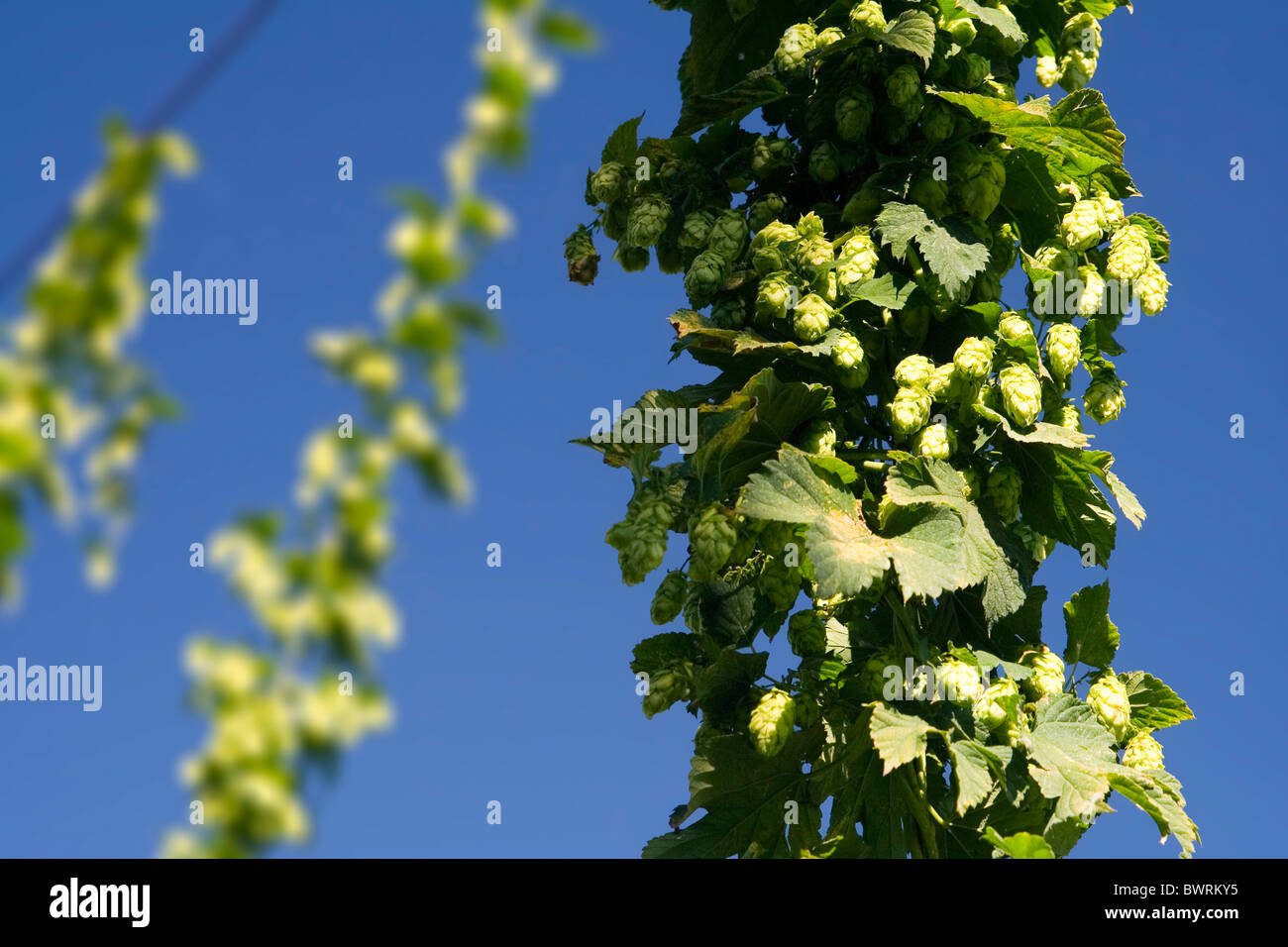 the fresh hop cone in Czech Republic Stock Photo - Alamy