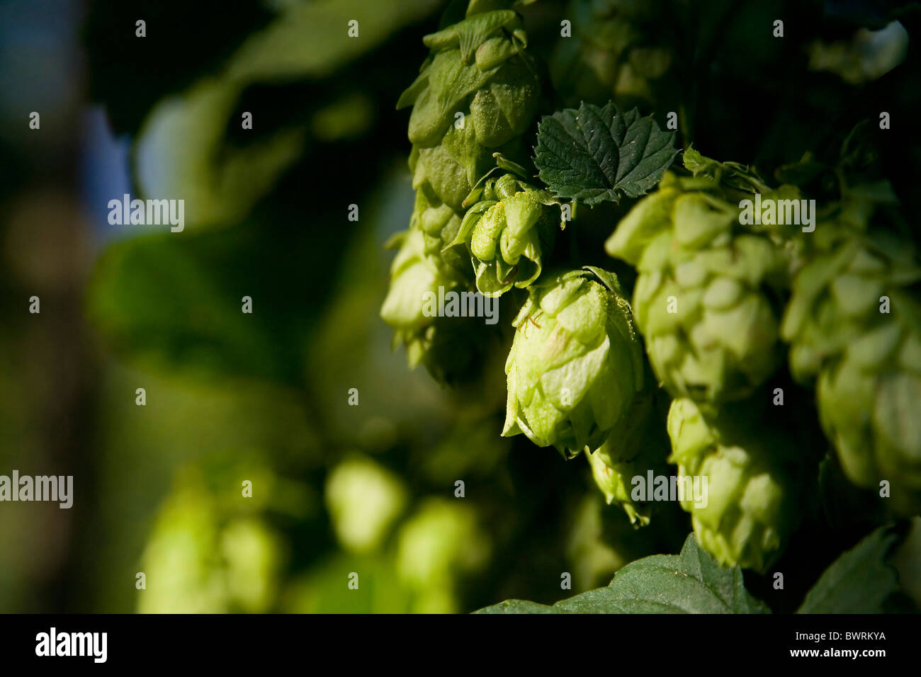 the fresh hop cone in Czech Republic Stock Photo - Alamy