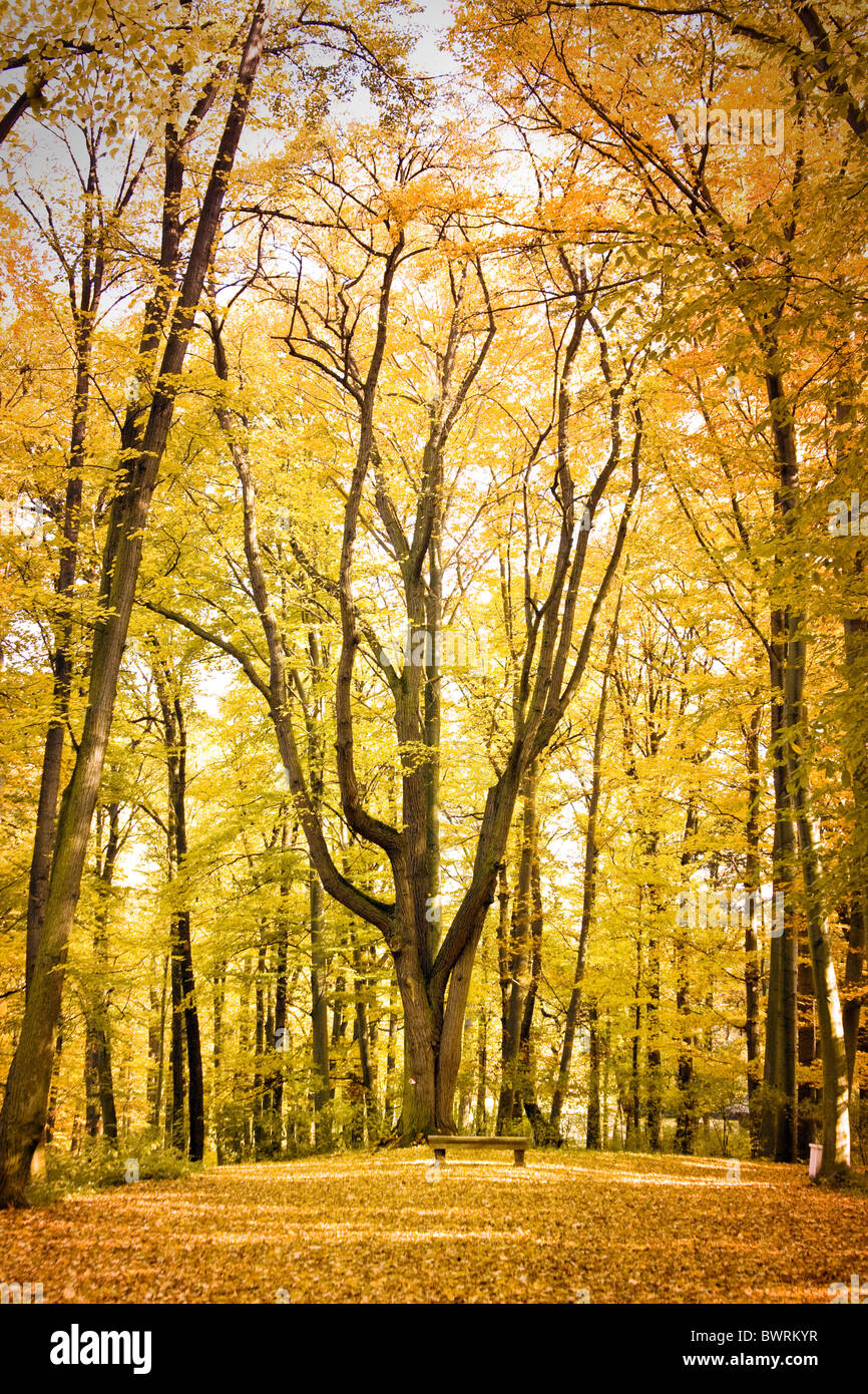 Linden tree avenue hi-res stock photography and images - Alamy