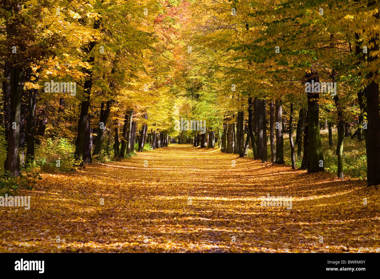 the lime alley in fall colours Stock Photo - Alamy