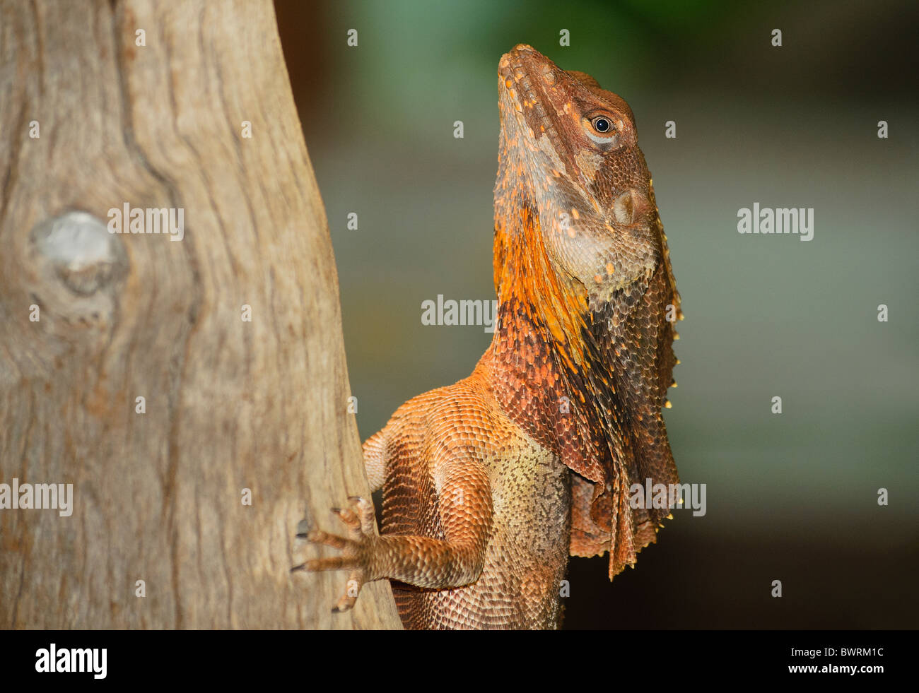 Perth zoo australia hi-res stock photography and images - Alamy