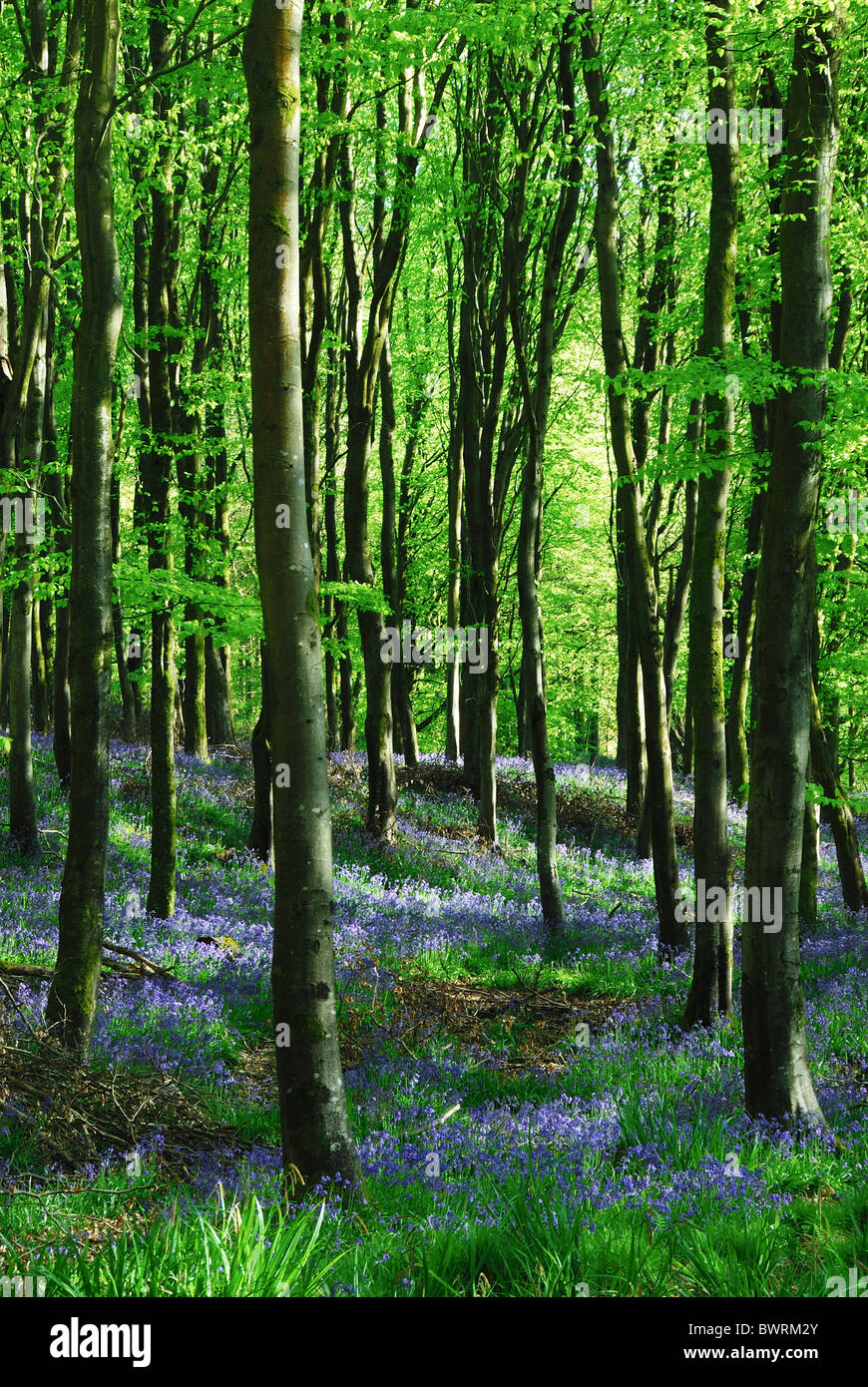 Hooke park hi-res stock photography and images - Alamy