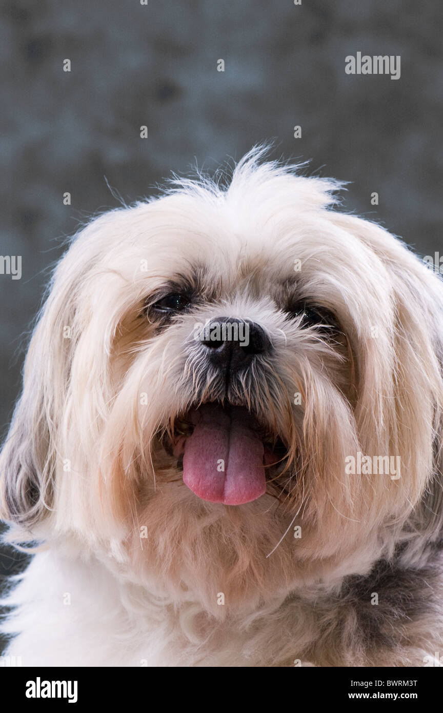 Studio shot of 14yr old Lhaso Apso dog Stock Photo - Alamy