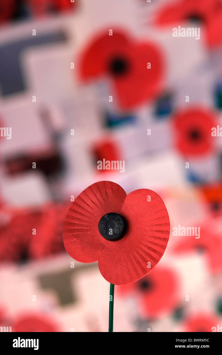 Remembrance poppy hi-res stock photography and images - Alamy