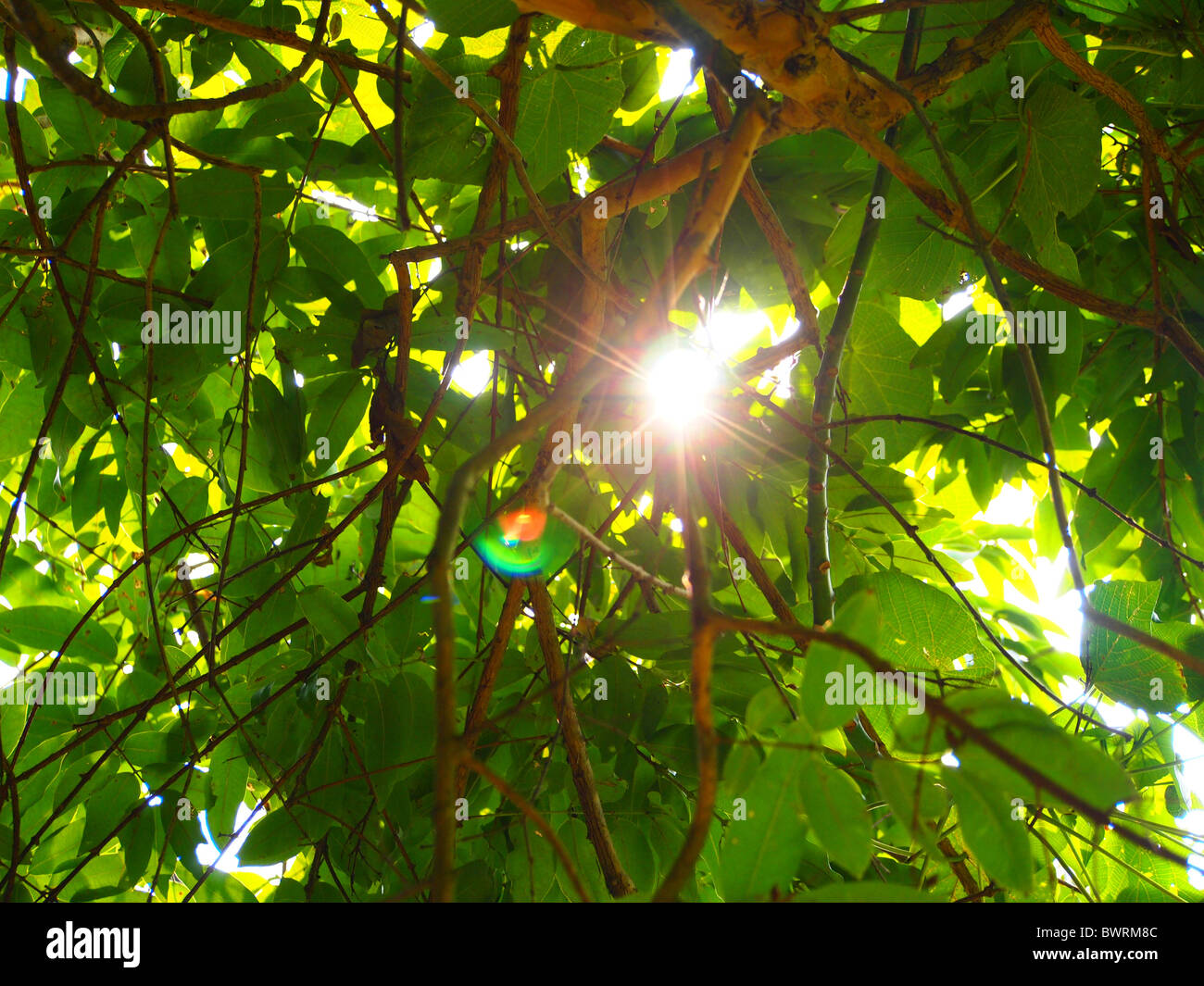 Sunshine through leaf hi-res stock photography and images - Alamy