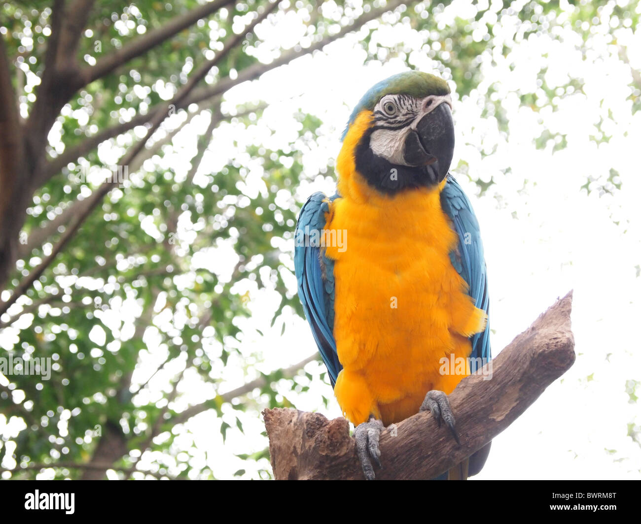 Parrot tree hi-res stock photography and images - Alamy