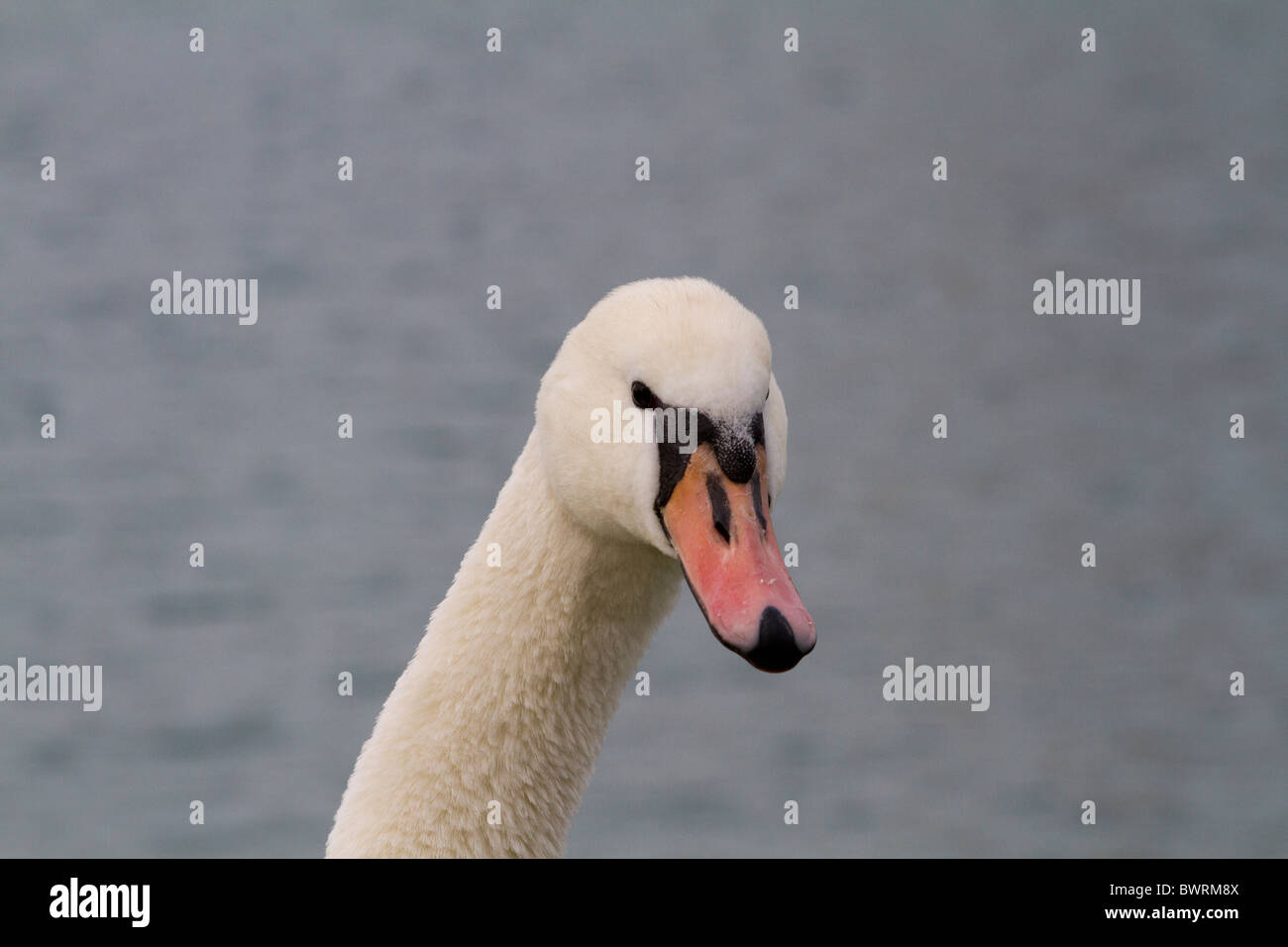 swan look at the camera Stock Photo - Alamy