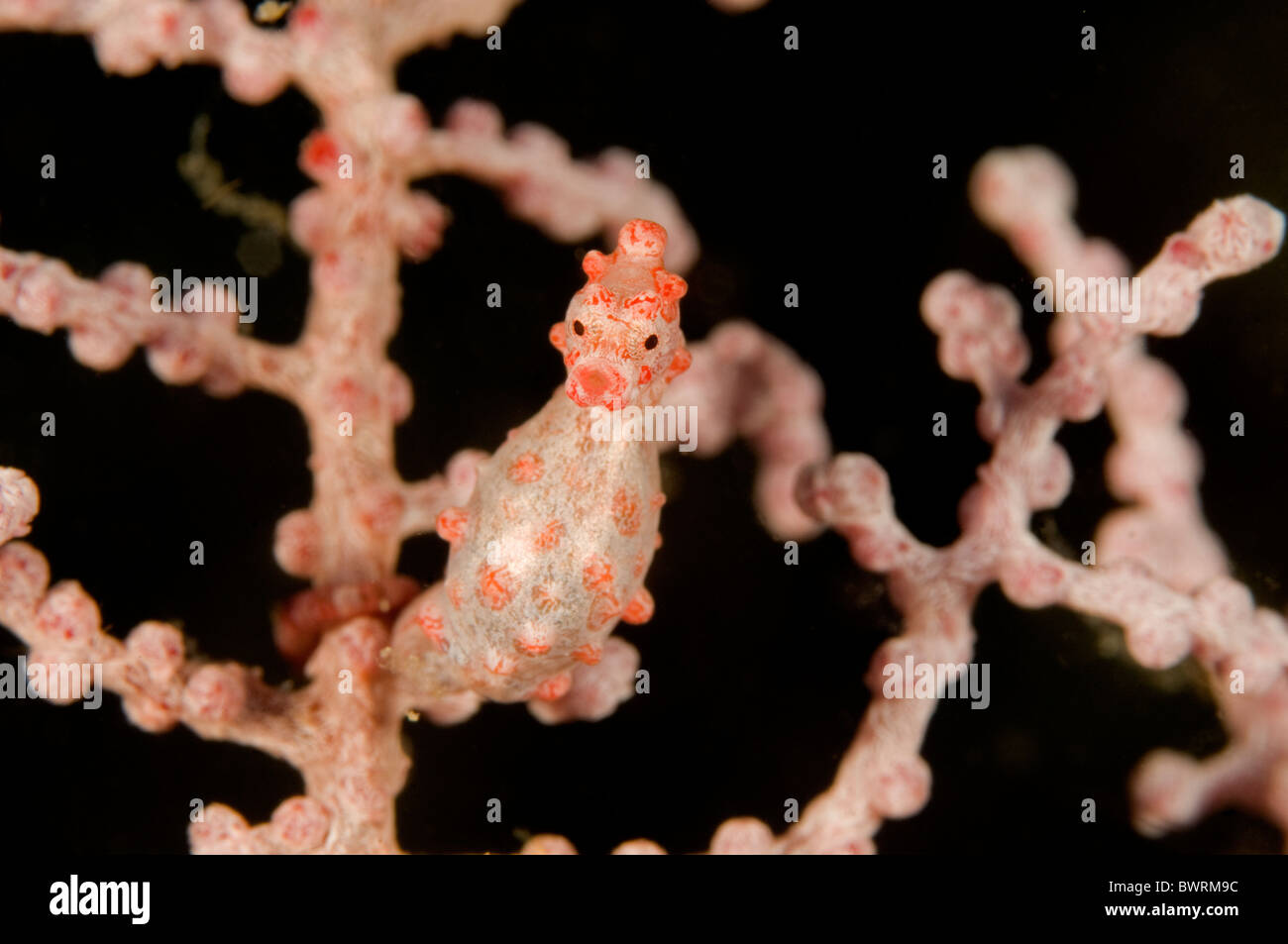 Pygmy sea horse, Hippocampus bargibanti, Raja Ampat Indonesia Stock ...