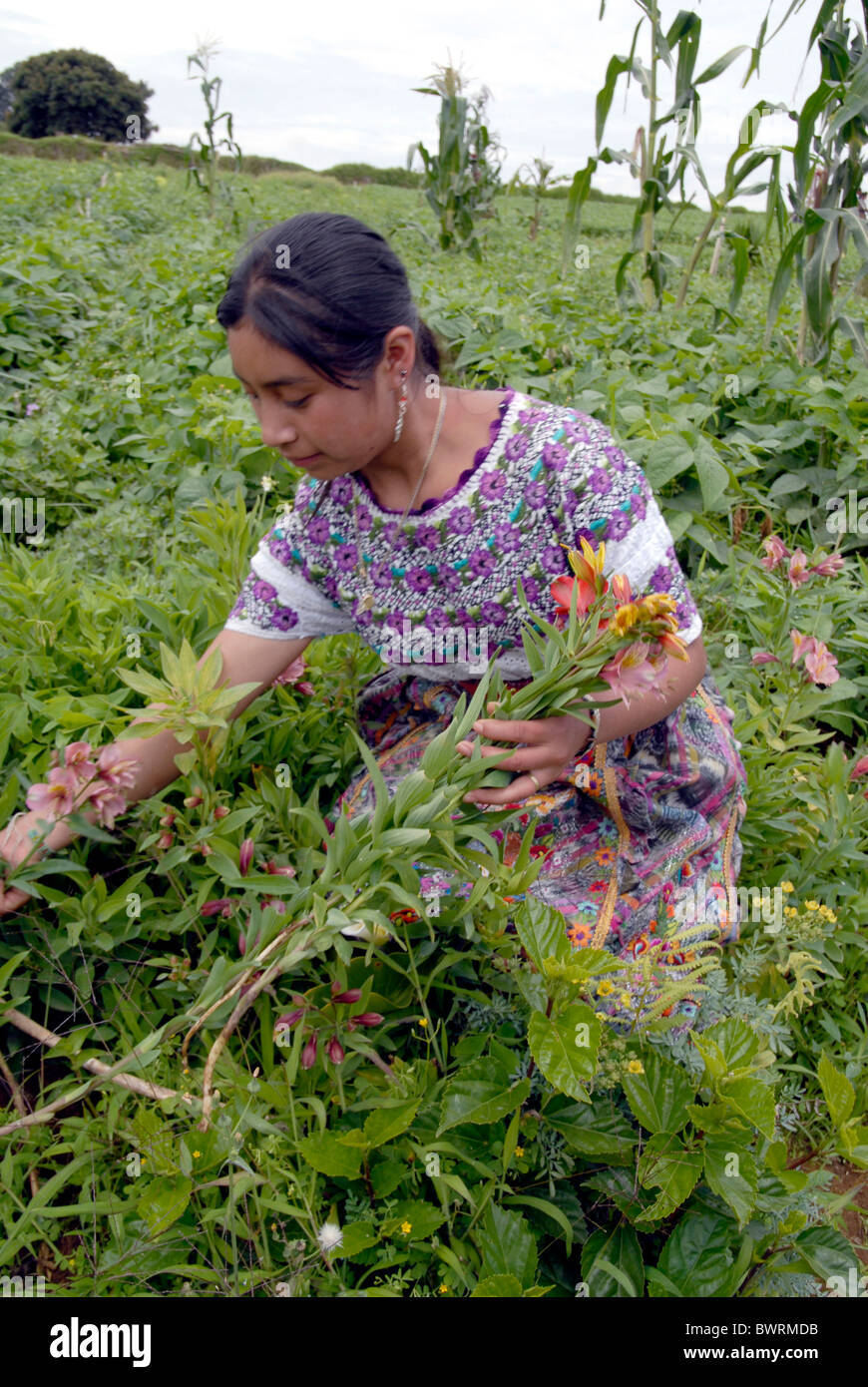 Guatemala.Native Mayan child workers harvesting flowers in the ...