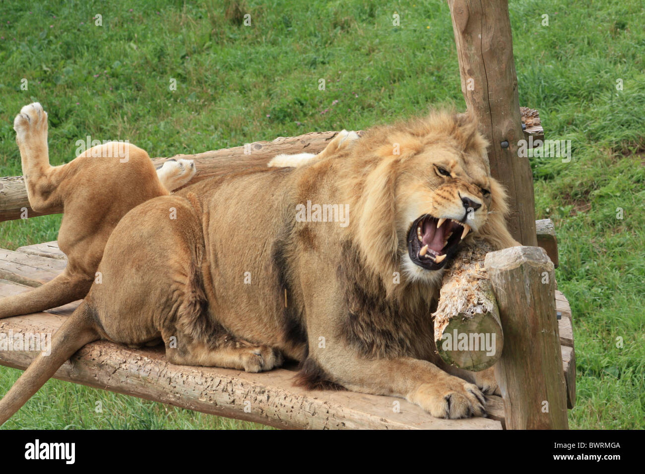 Annoyed Animals High Resolution Stock Photography and Images - Alamy