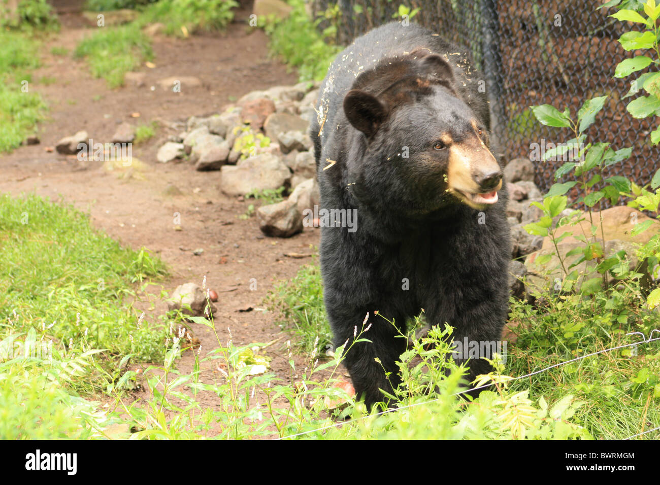 Nice bears hi-res stock photography and images - Alamy