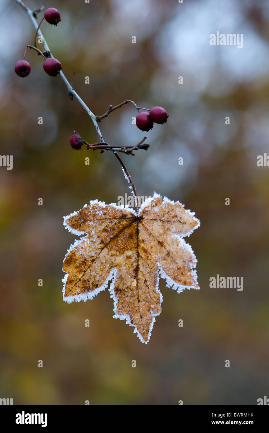 A single maple leaf covered in frost Stock Photo - Alamy