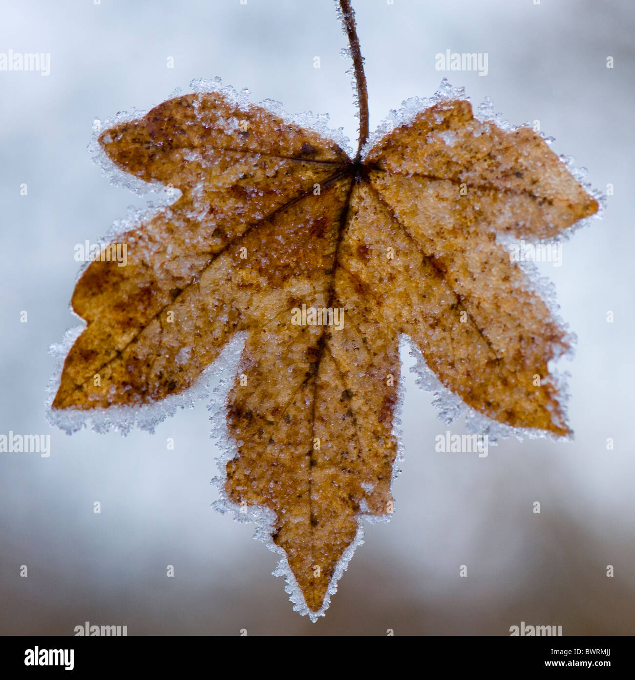A single maple leaf covered in frost Stock Photo - Alamy