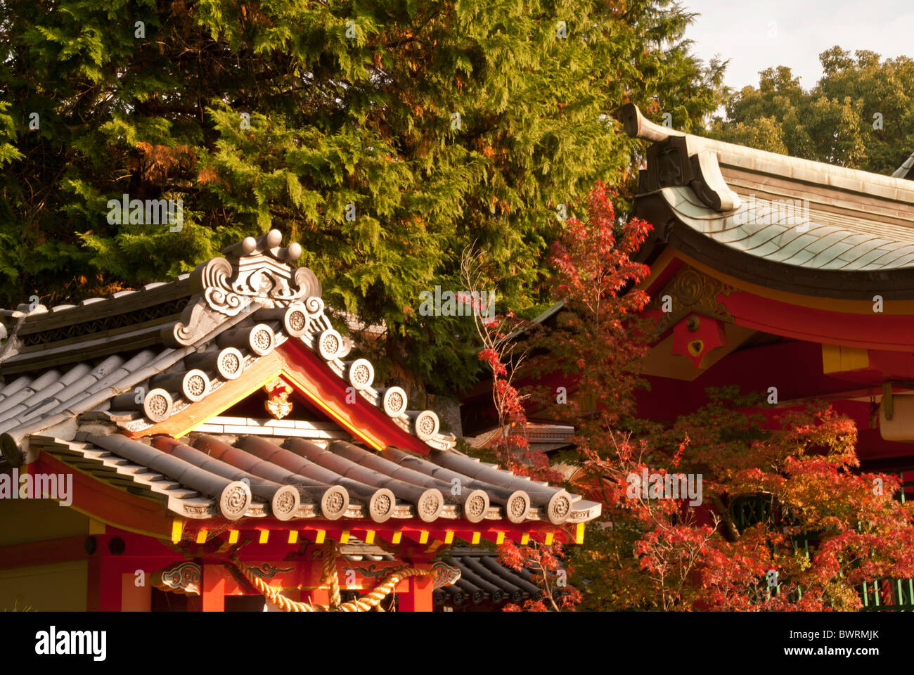 Two Japanese temple buildings with a colorful Japanese maple tree ...