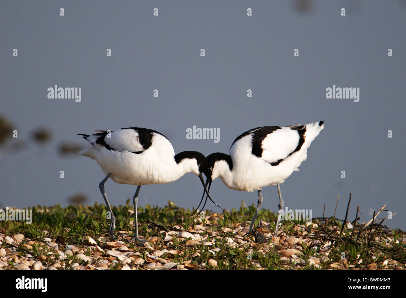 Recurvirost hi-res stock photography and images - Alamy