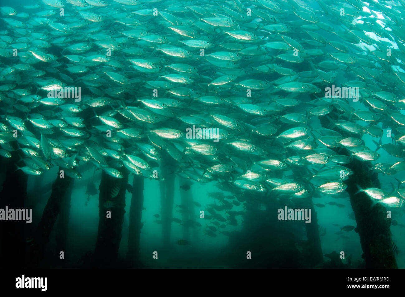 Mackerel scad, Decapterus russelli, school under a jetty, Raja Ampat ...