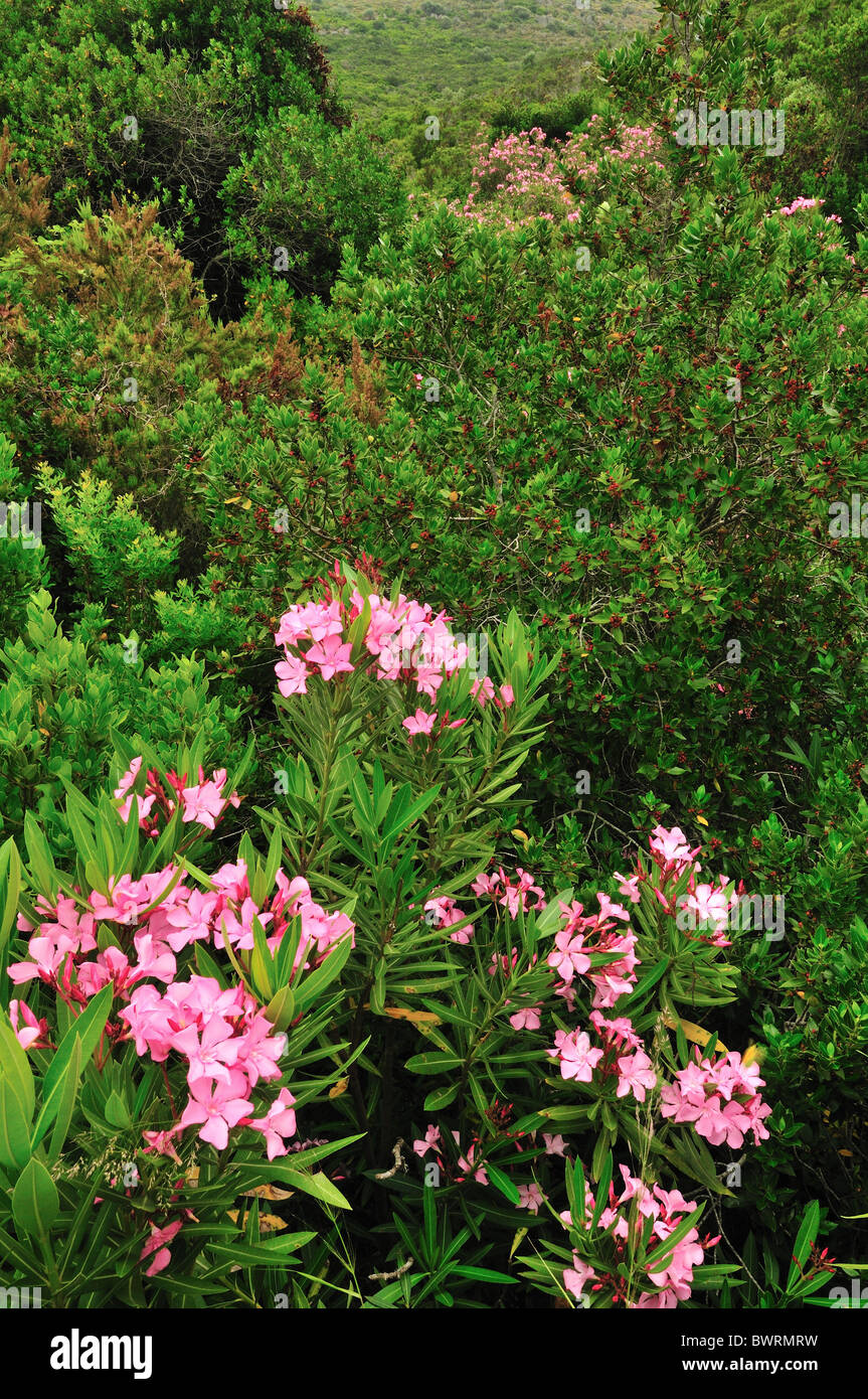 Flowers of wild Oleander Nerium oleander, Apocynaceae, Capraia Island ...