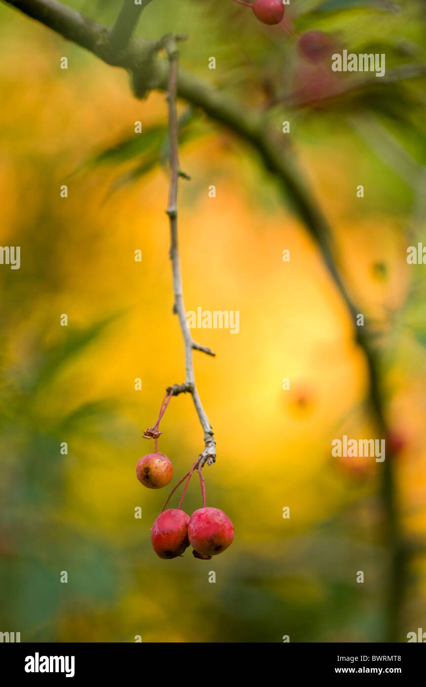 Remaining branch hi-res stock photography and images - Alamy