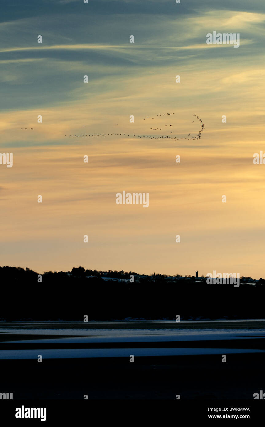 A flock of geese fly over Barr Loch towards the town of Beith ...