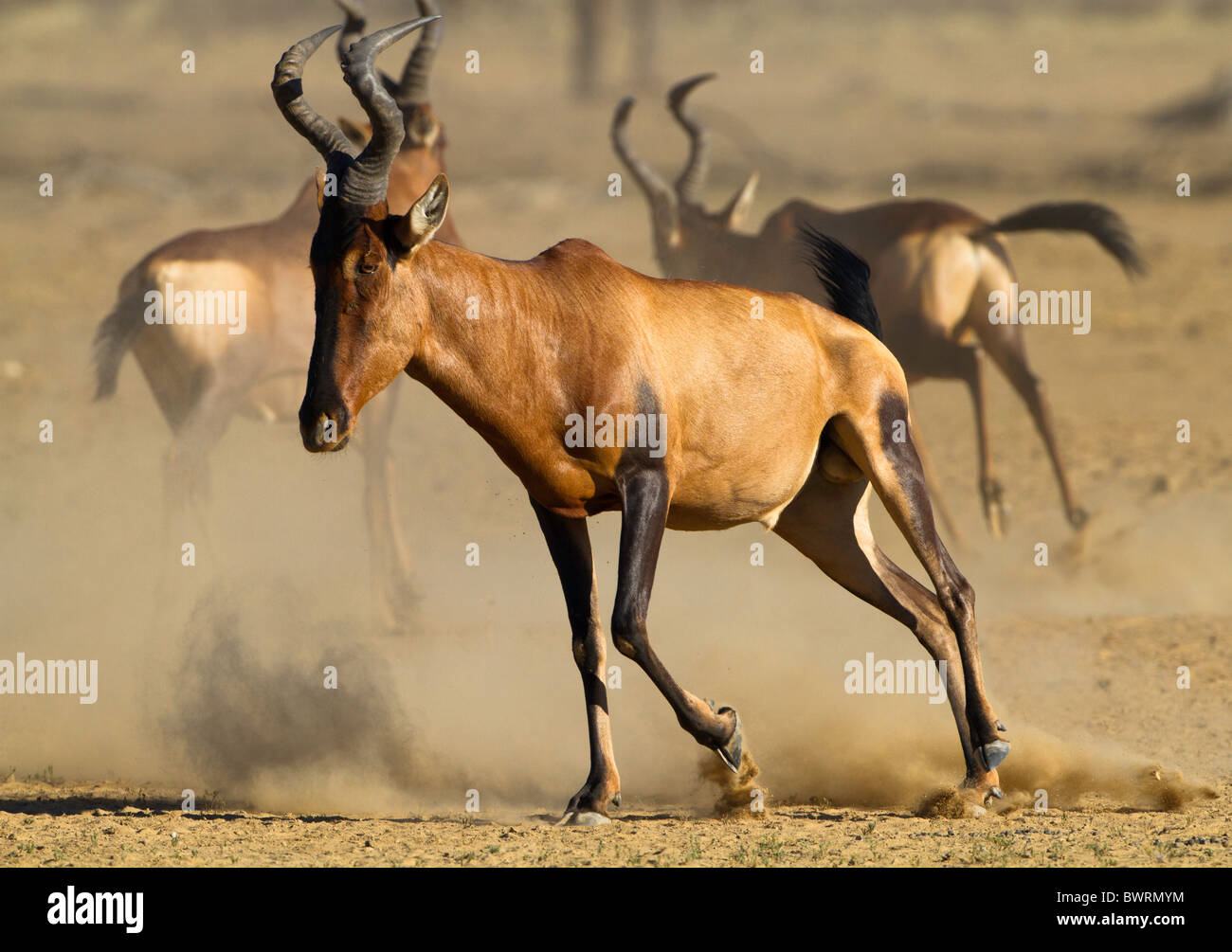 Red hartebeest running hi-res stock photography and images - Alamy
