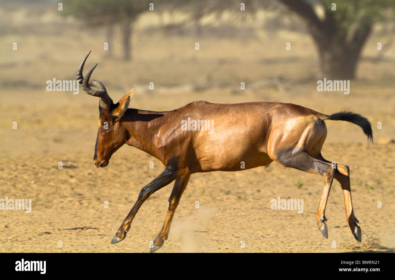 Jumping hartebeest hi-res stock photography and images - Alamy