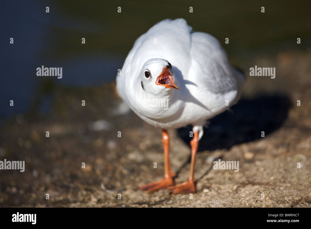 Black headed gull open hi-res stock photography and images - Alamy