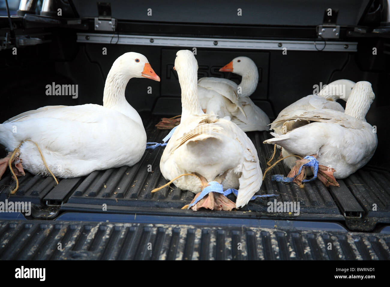 Geese for sale at a French Market Stock Photo - Alamy
