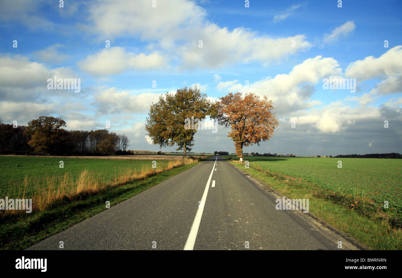 2 trees and a road Stock Photo - Alamy