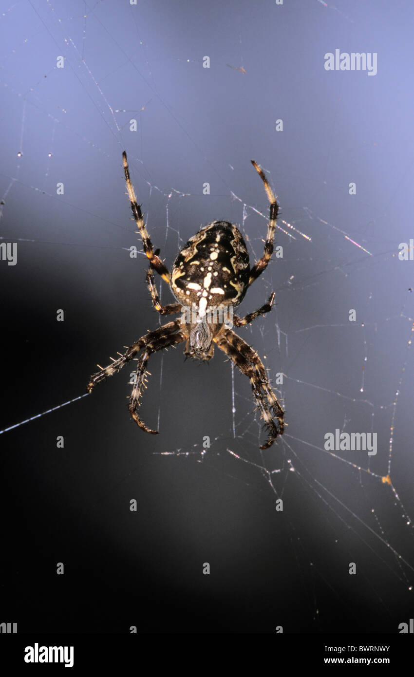 European Garden Spider, Diadem Spider or Cross Spider (Araneus ...