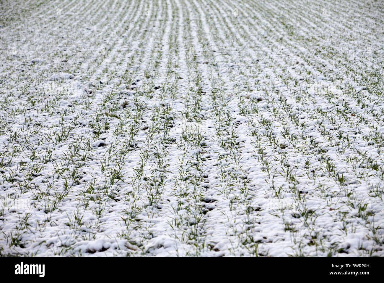 Farm crops in winter snow Stock Photo - Alamy