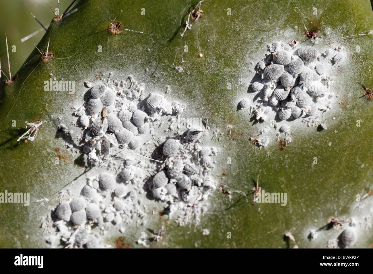 Coccus cacti hi-res stock photography and images - Alamy