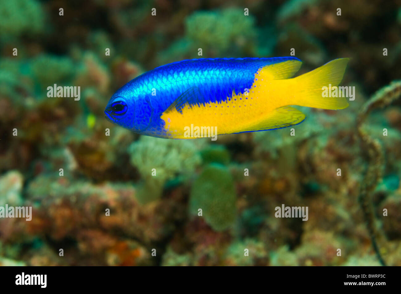 Goldbelly damsel, Pomacentrus auriventris, Raja Ampat Indonesia Stock ...