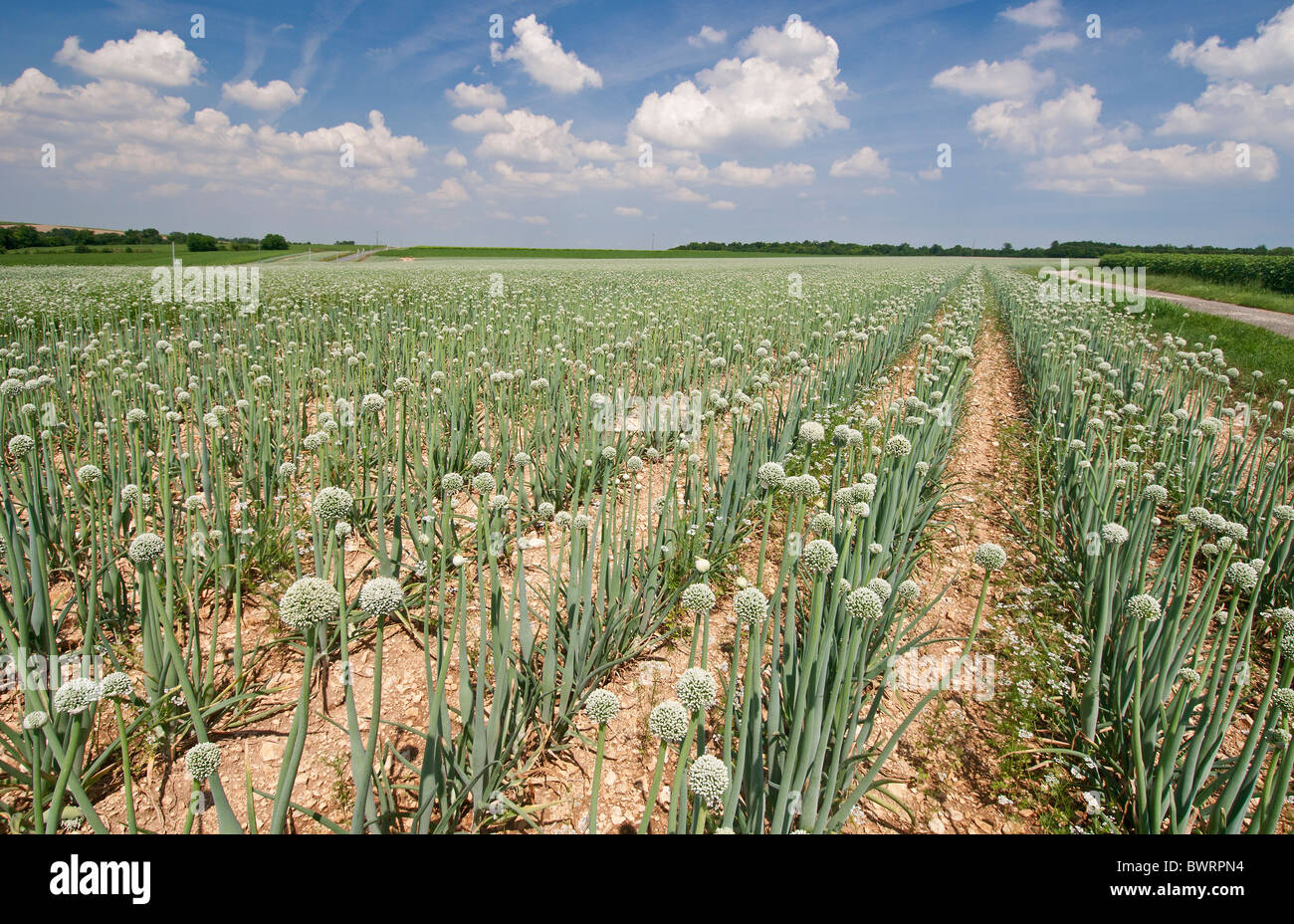 Onion Flower Field High Resolution Stock Photography and Images - Alamy