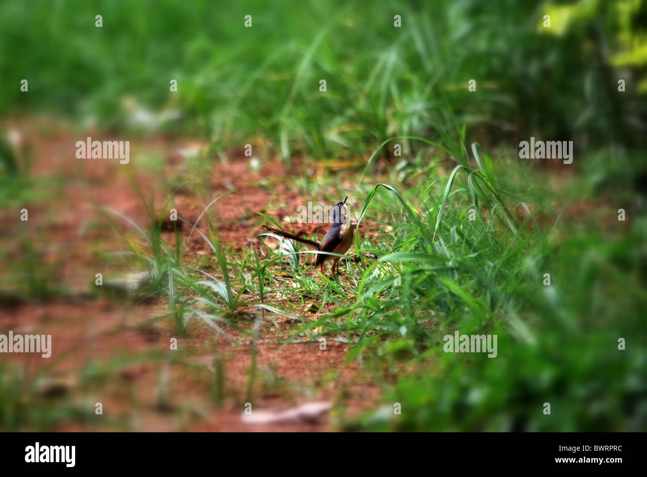 white spotted fantail Stock Photo - Alamy