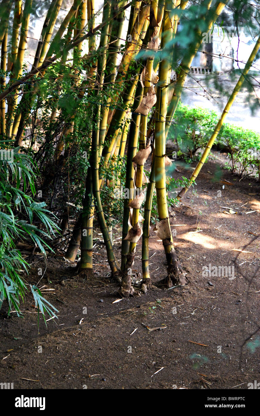 Bamboo field hi-res stock photography and images - Alamy