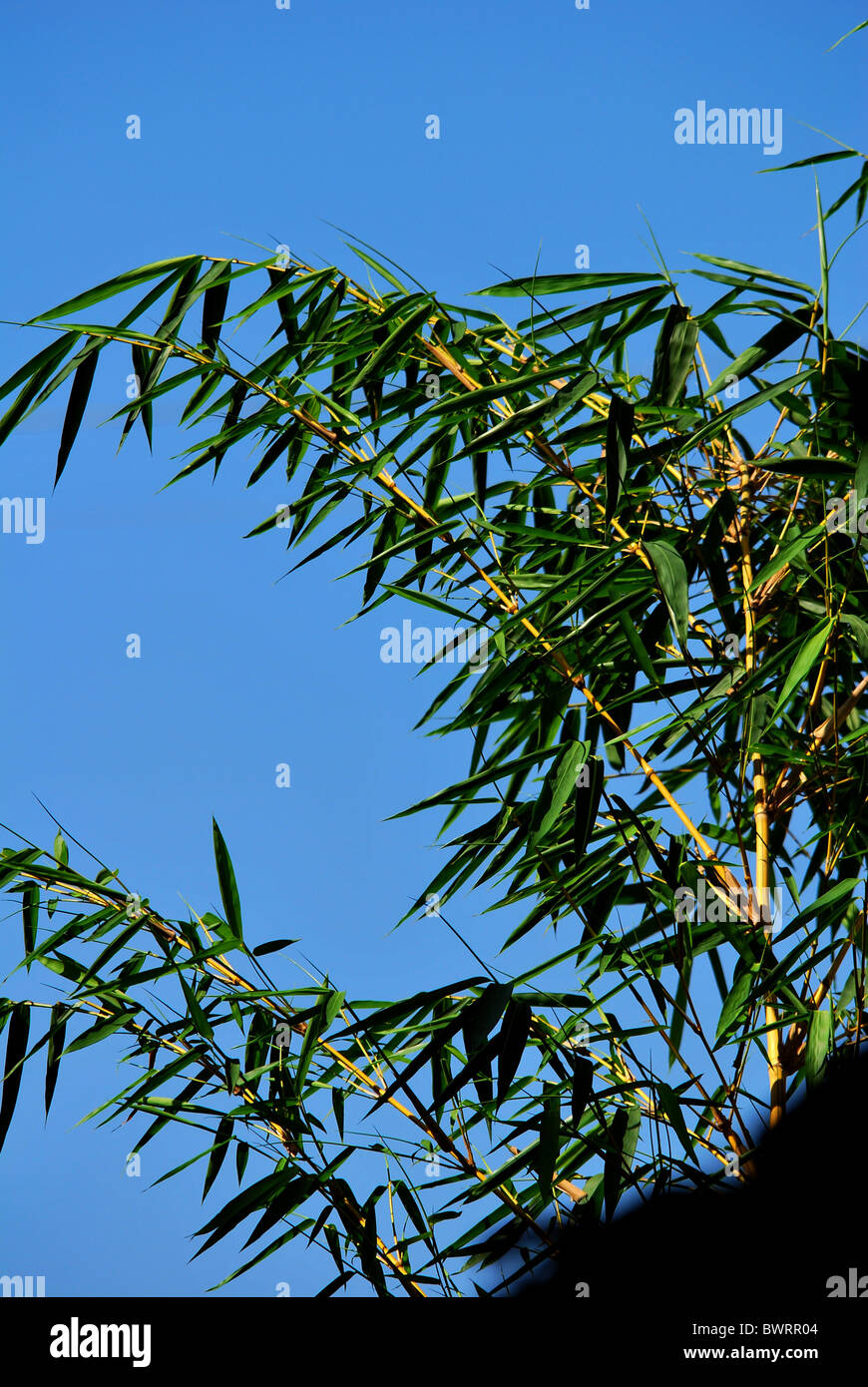 Bamboo trees green leaves hi-res stock photography and images - Alamy
