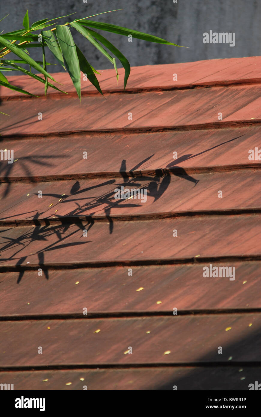bamboo leaf shadow Stock Photo - Alamy
