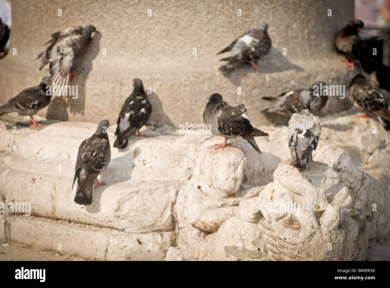 Pigeons on column in San Marco square piazza, Venice Stock Photo - Alamy