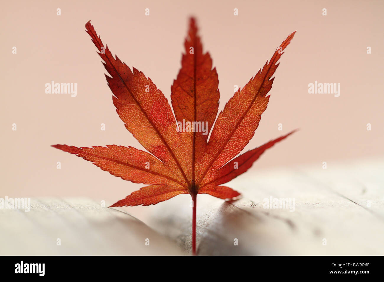 Japanese Autumn Leaf (koyo Stock Photo - Alamy