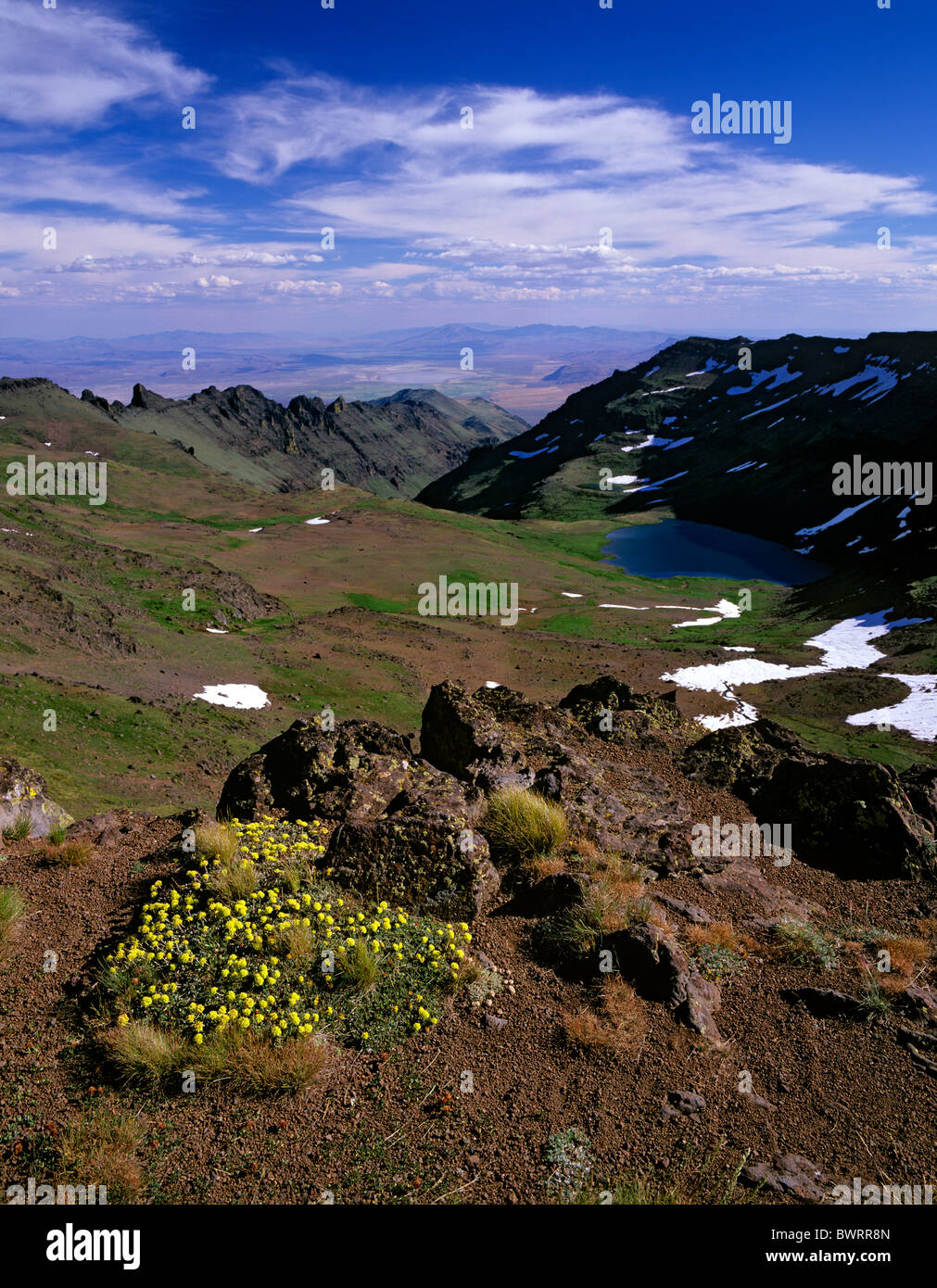 Sedums bloom on Steens Mountain overlooking Wildhorse Lake in SE Oregon ...