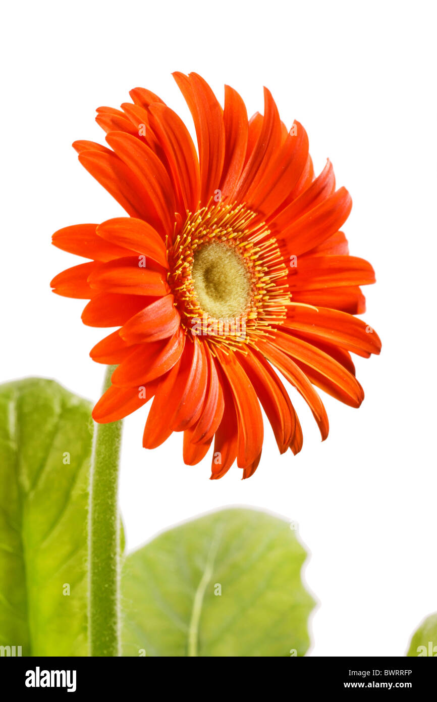 Green brown orange color Cut Out Stock Images & Pictures - Alamy