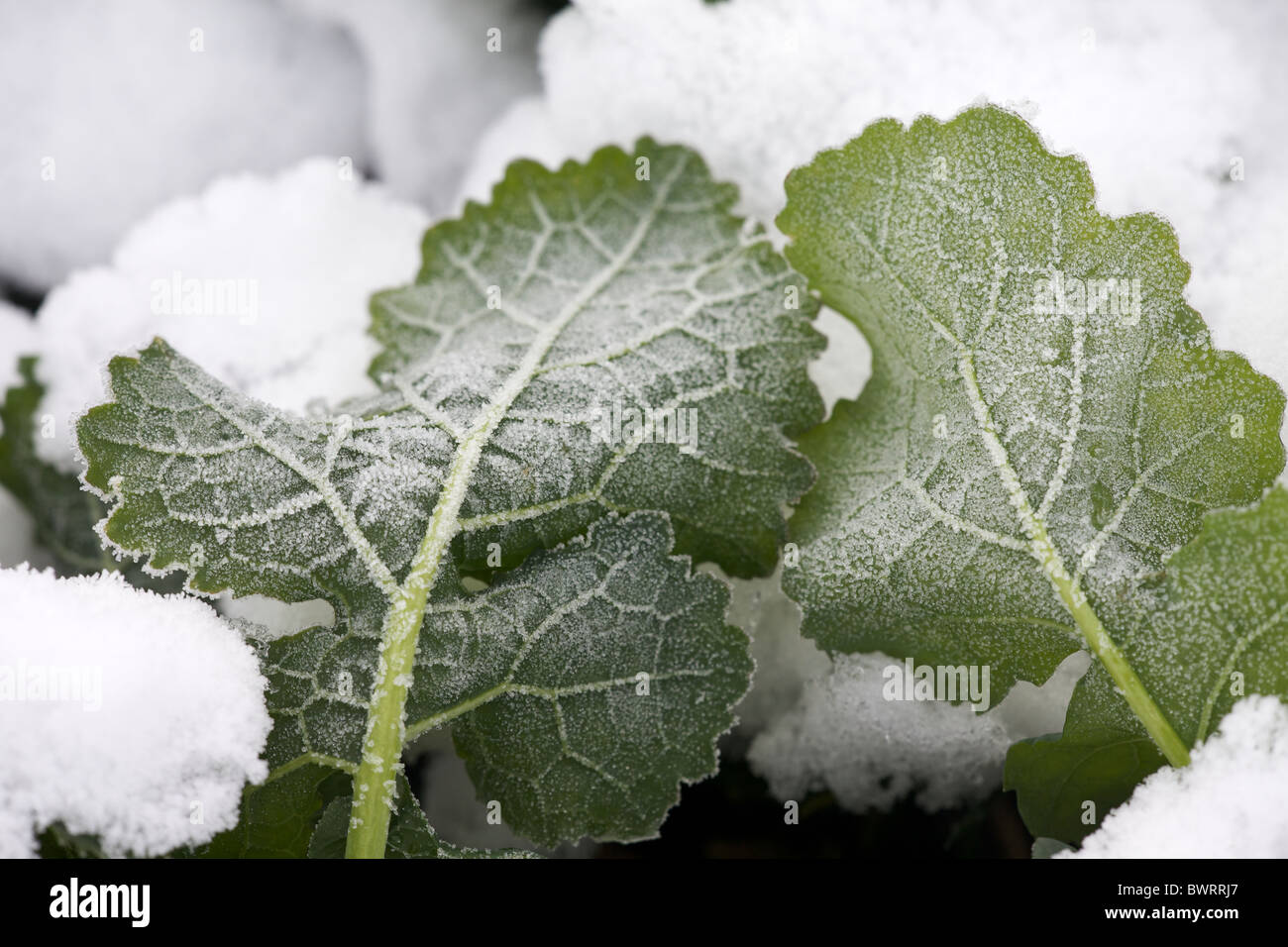 Crops in winter covered in snow Stock Photo - Alamy