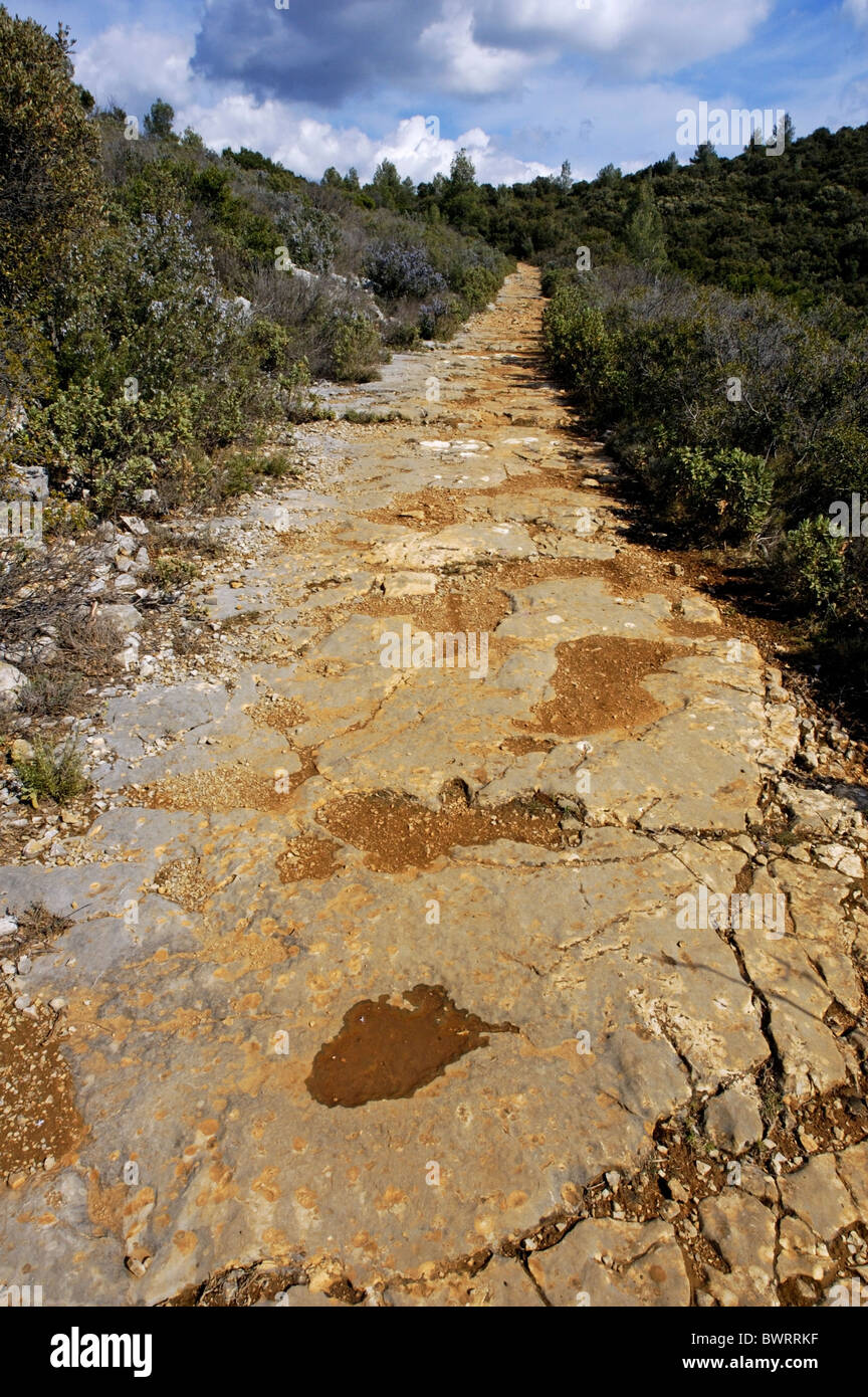 Stoney path surrounded by shrubs in a forest Stock Photo - Alamy