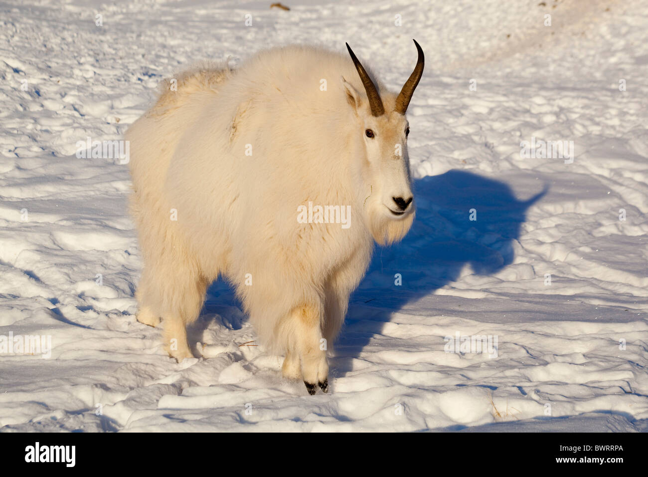 Billy, male Mountain Goat (Oreamnos americanus), Yukon Territory ...