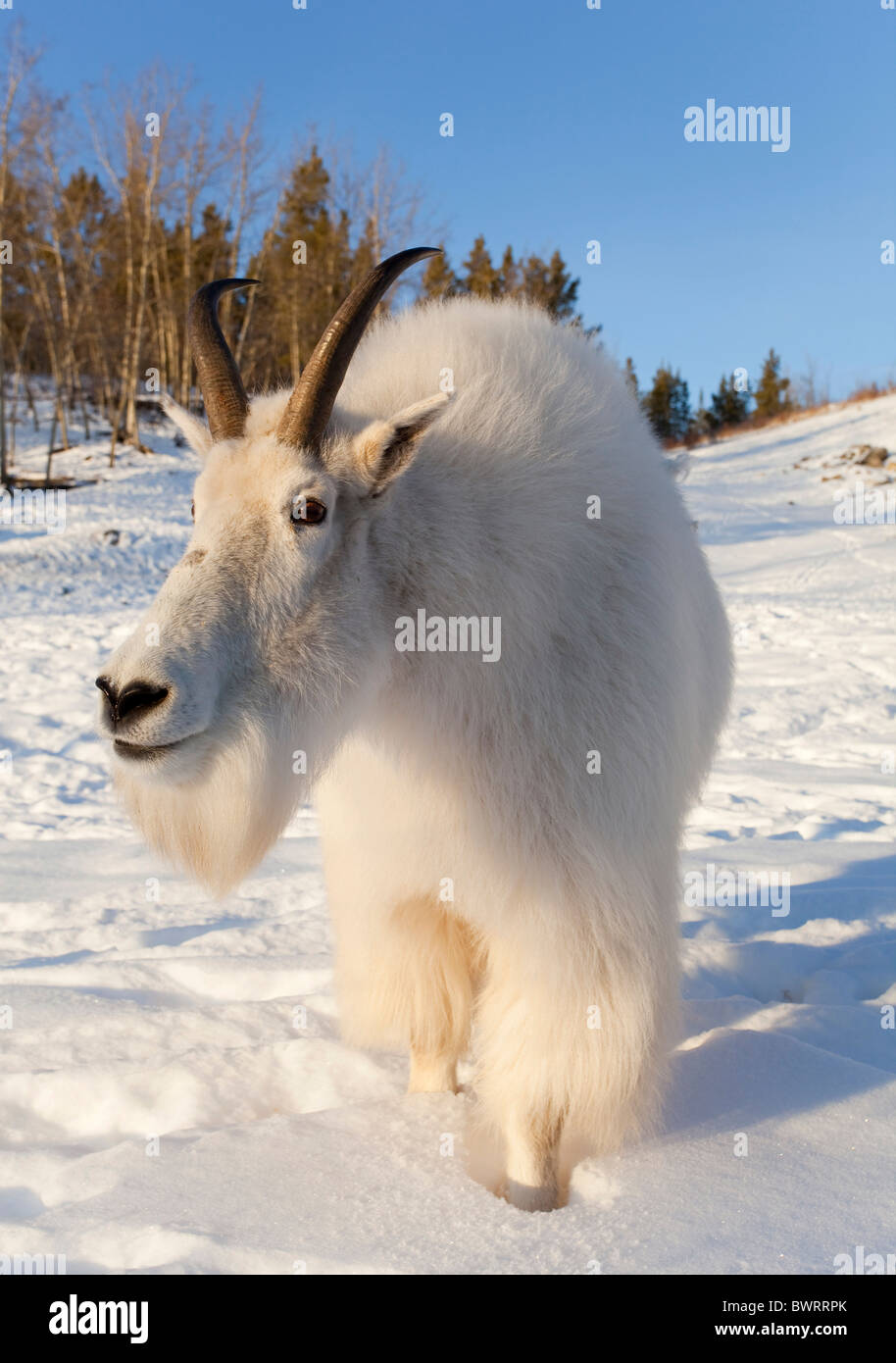 Billy, male Mountain Goat (Oreamnos americanus), Yukon Territory ...