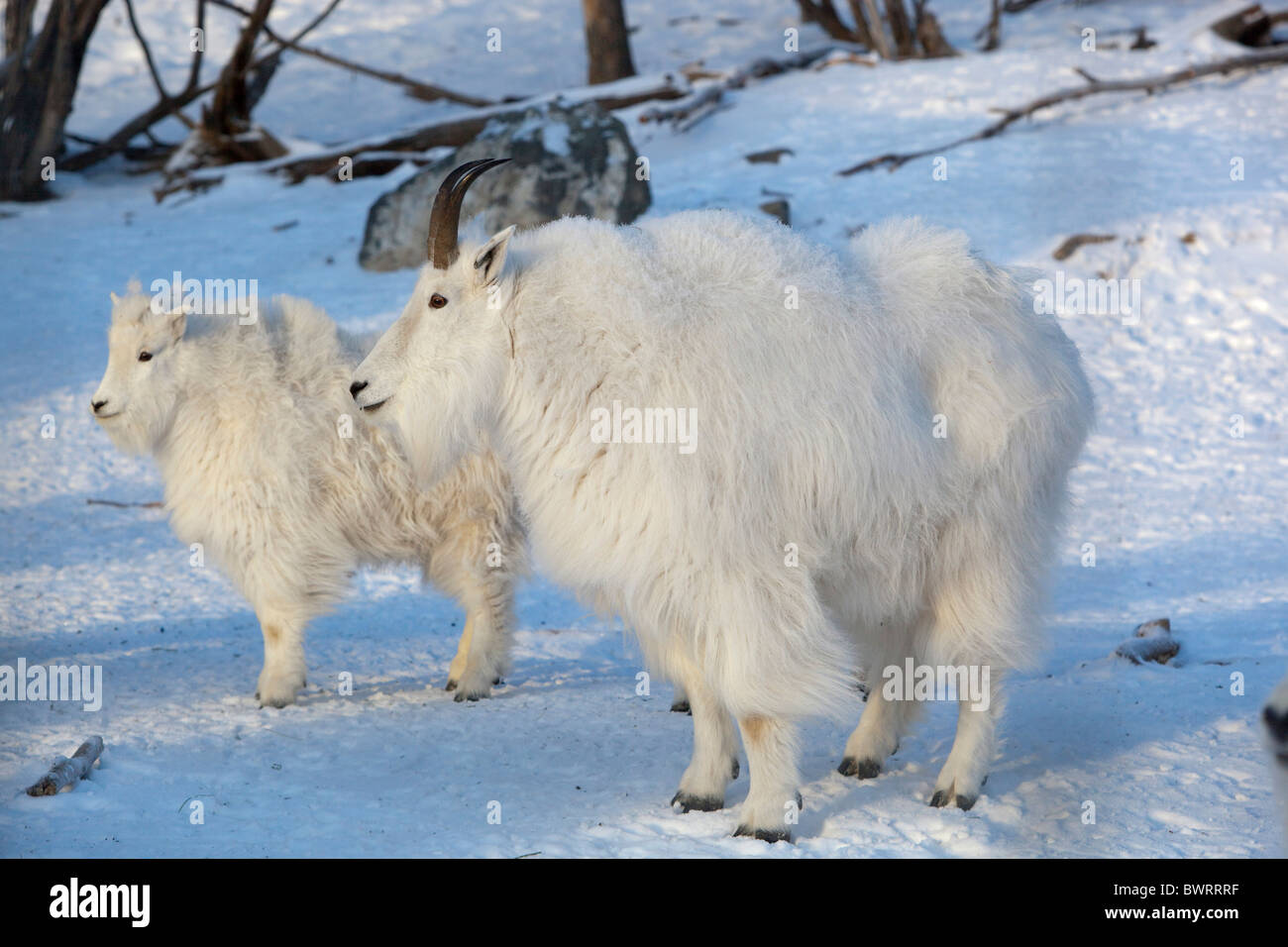 Female Mountain Goat with young, kid (Oreamnos americanus), Yukon ...