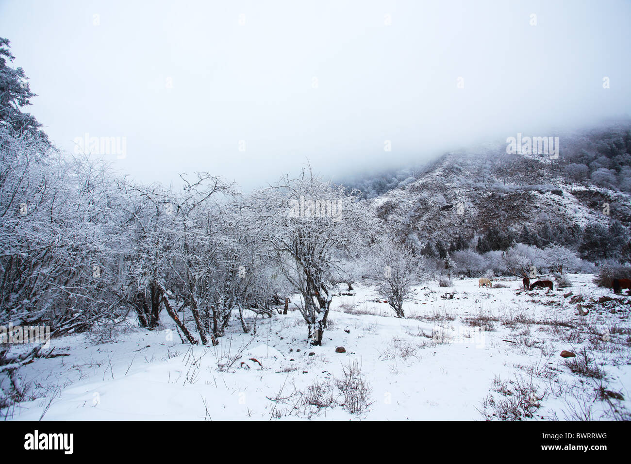 Winter in Bipenggou,Chengdu, Sichuan, China. Snowing countryside Stock ...