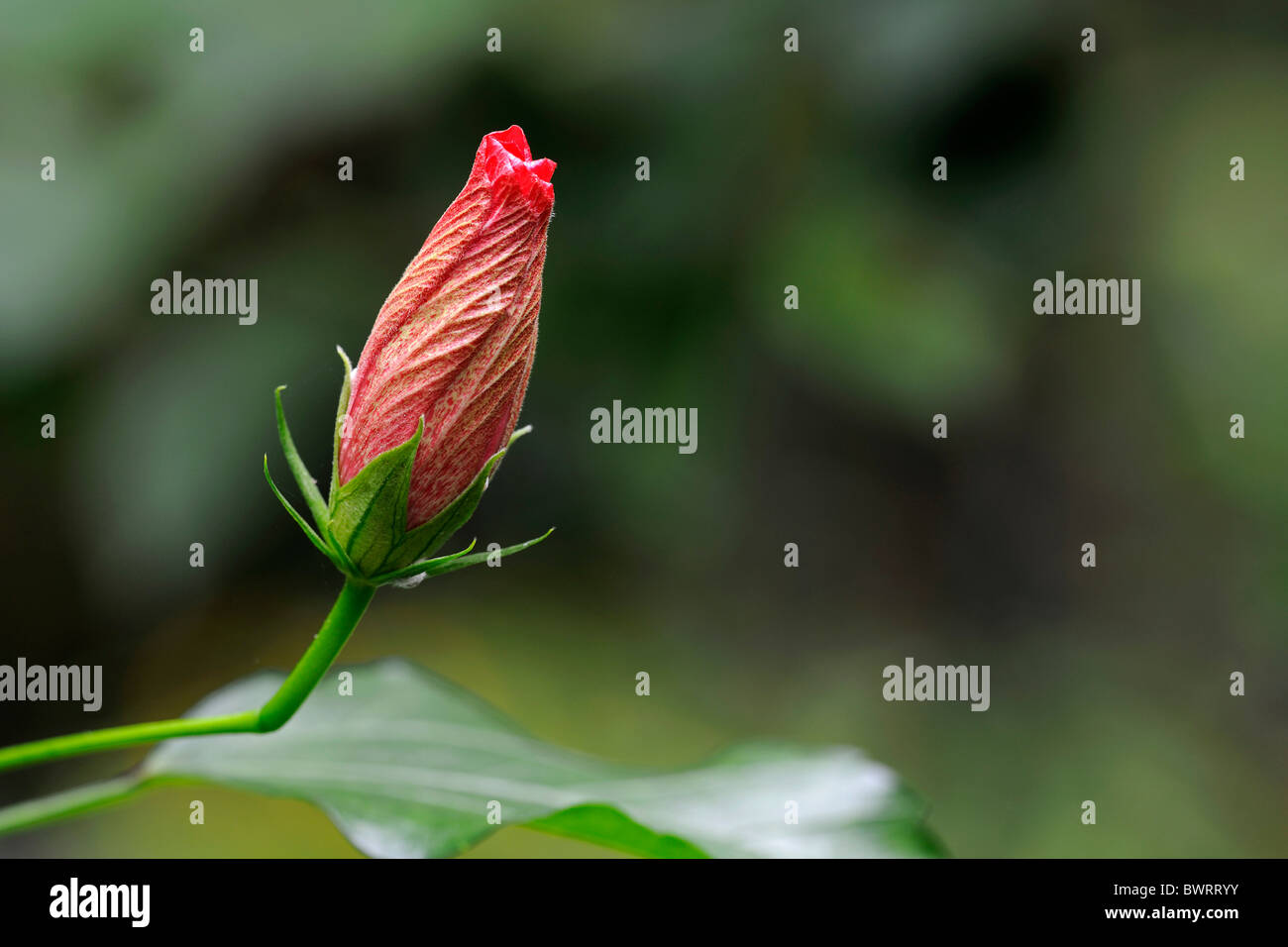 Bud of a Hibiscus (Hibiscus sp Stock Photo - Alamy